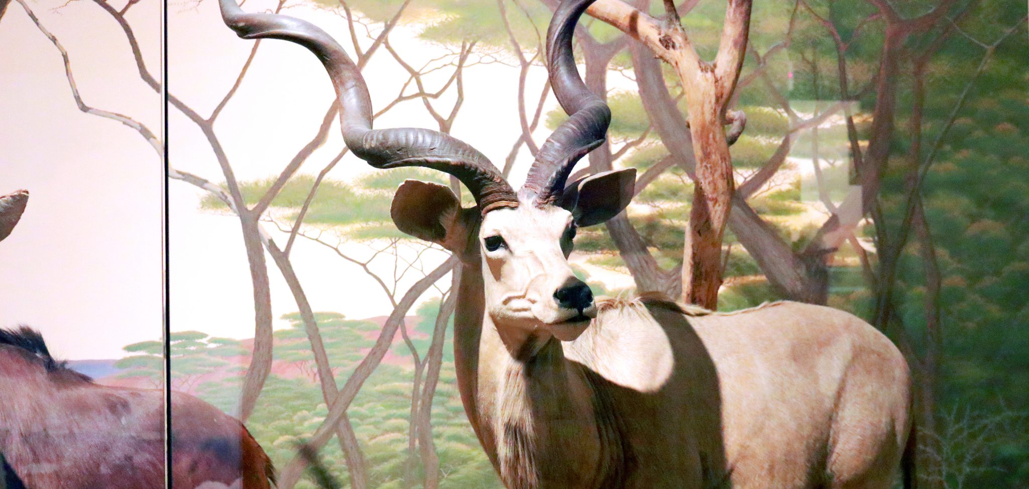 The Greater Kudu - Putnam Museum