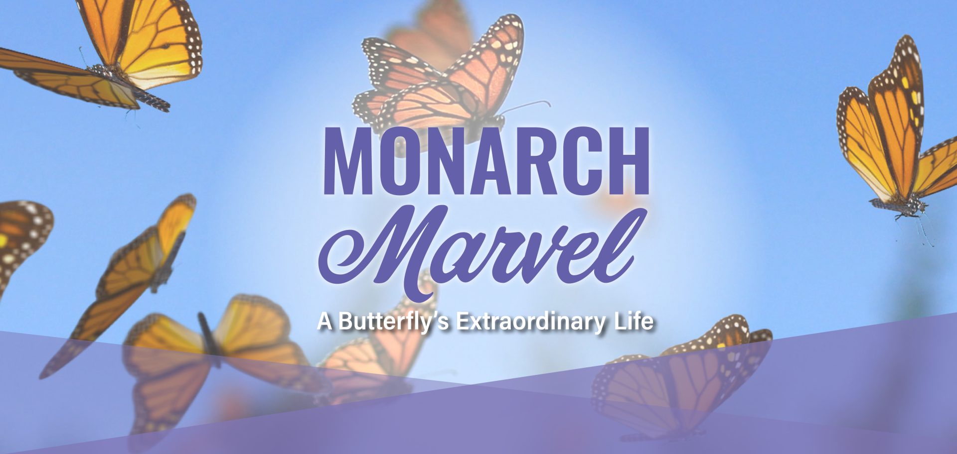 Monarch Marvel: A Butterfly's Extraordinary Life - Putnam Museum